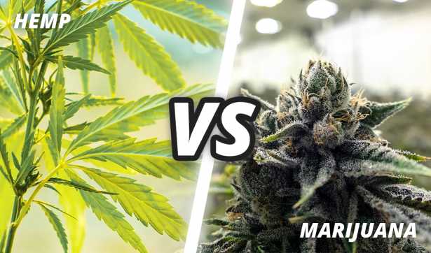 The Difference(s) Between Hemp and Marijuana - LeafReport
